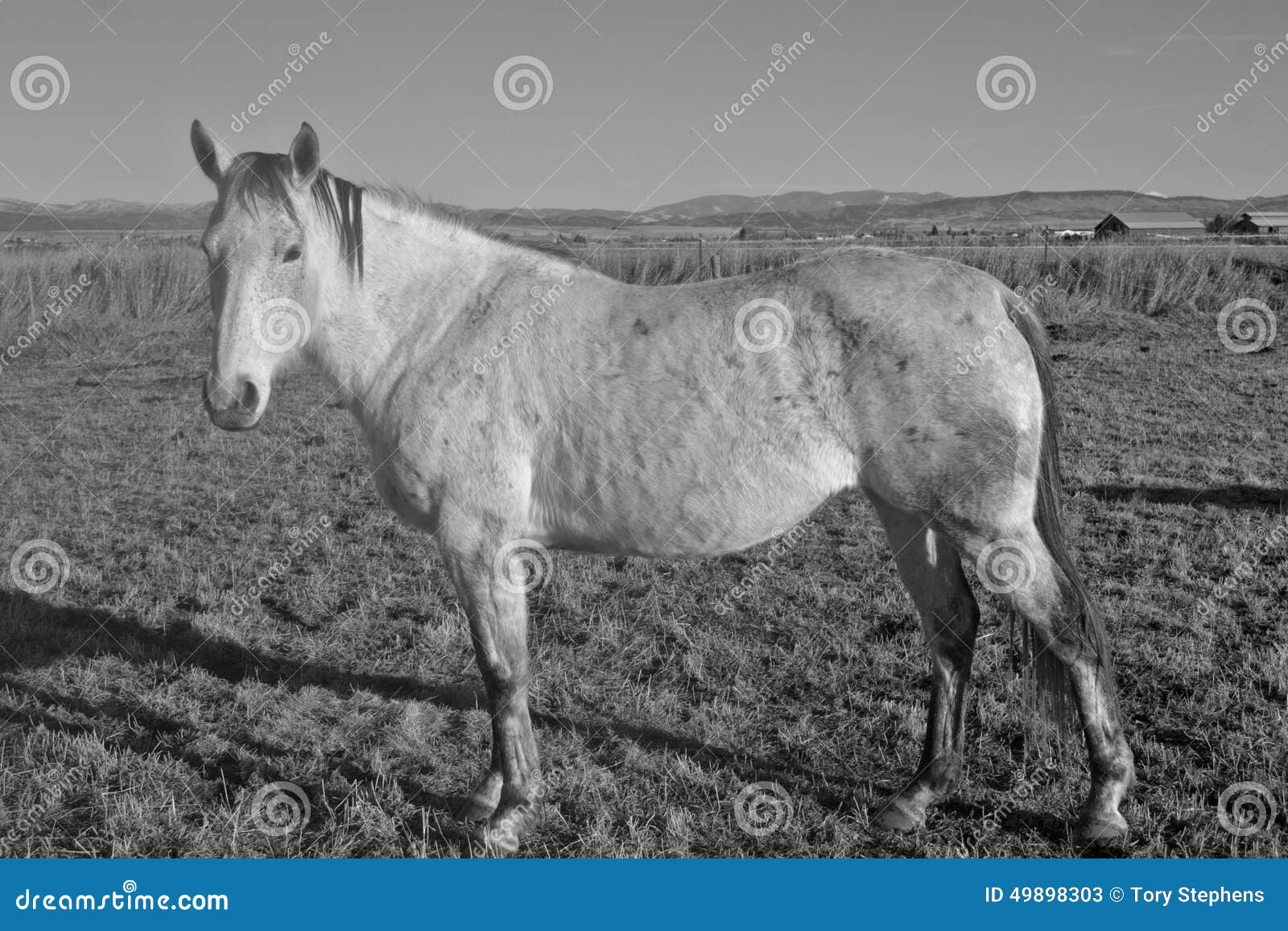 Gray Mare En Blanco Y Negro Imagen de archivo - Imagen de gris, blanco ...