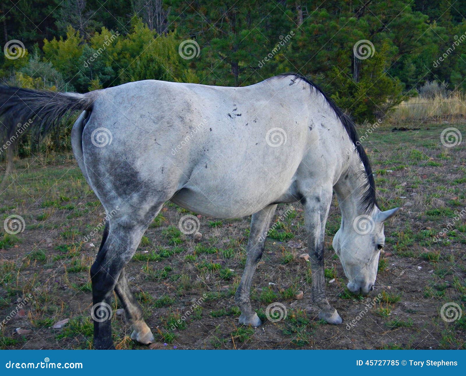 Gray Mare stock image. Image of pine, mountain, gray - 45727785