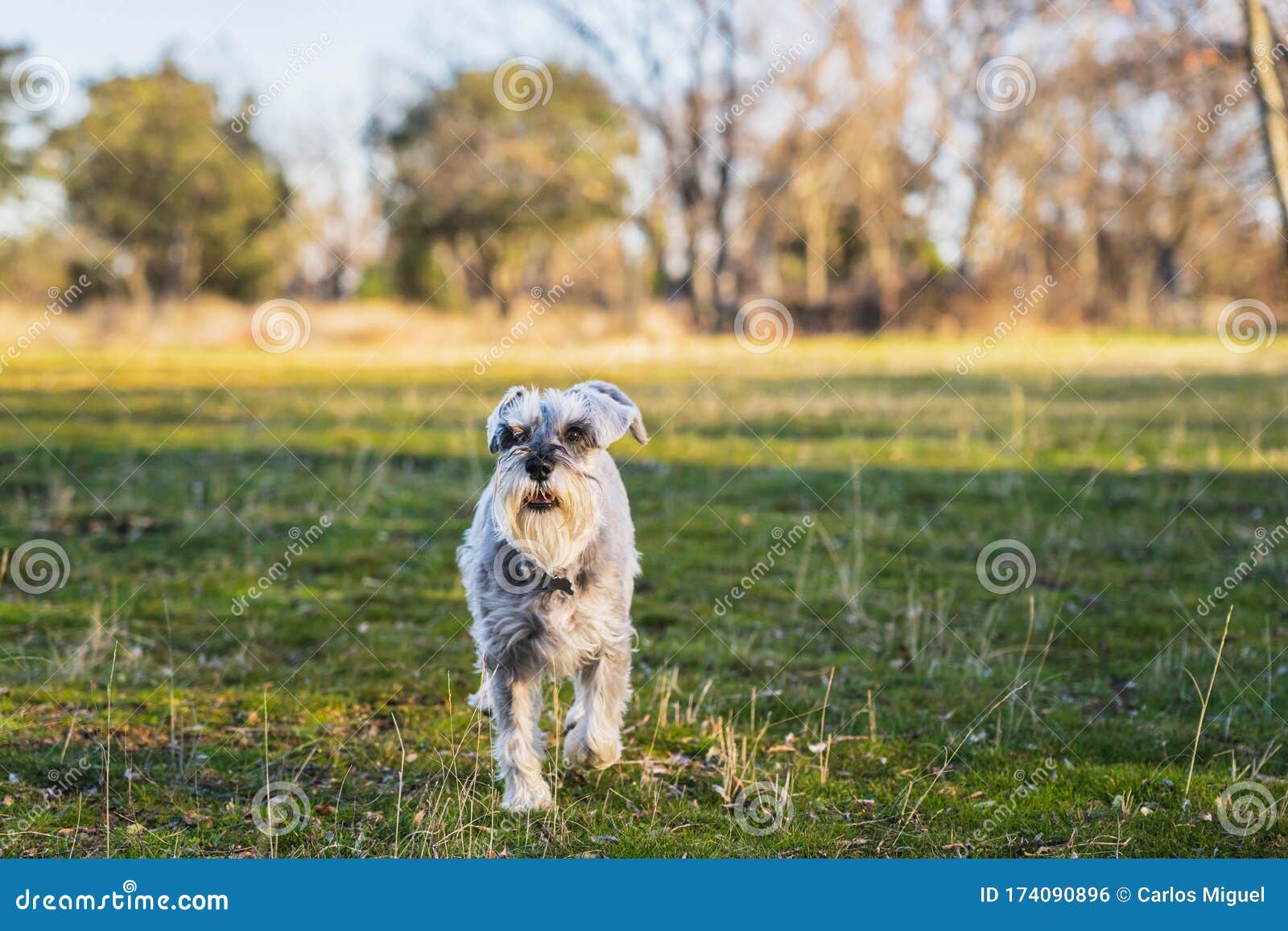 Gray Miniature Schnauzer Running Happily through the Meadow Stock Photo ...