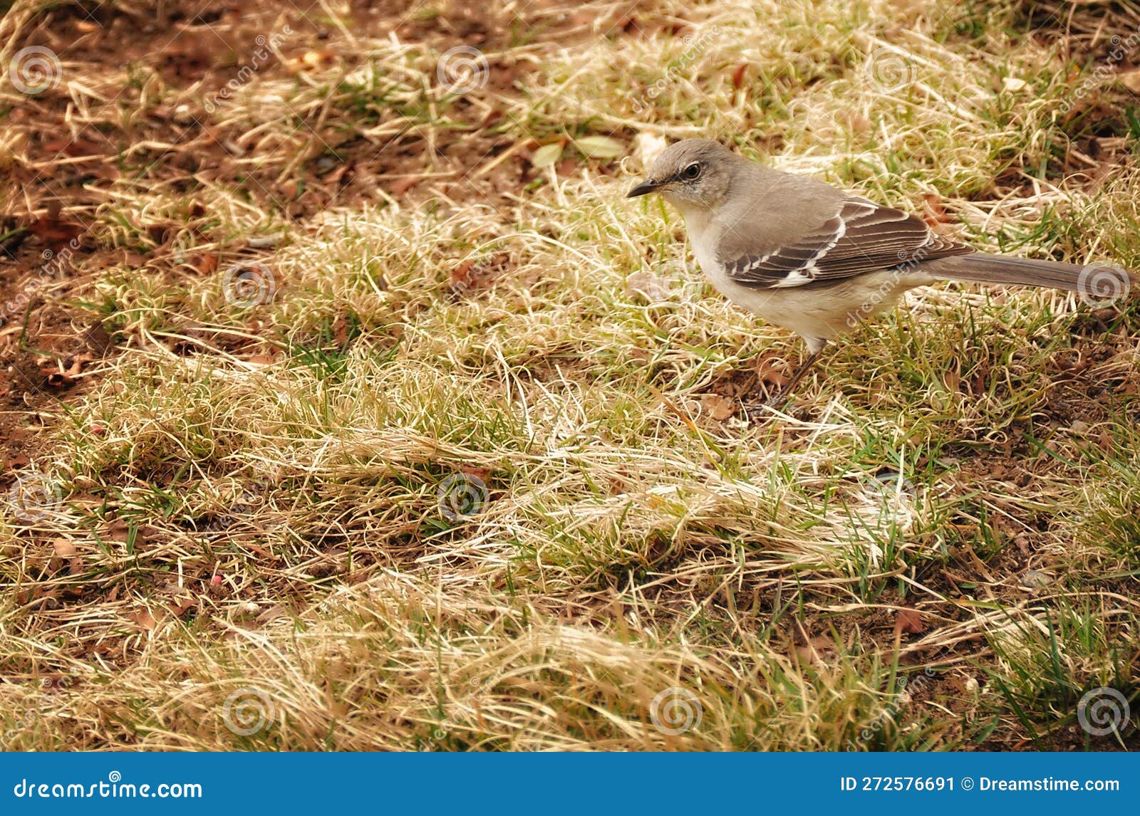 Gray Mockingbird in Grass stock image. Image of green - 272576691