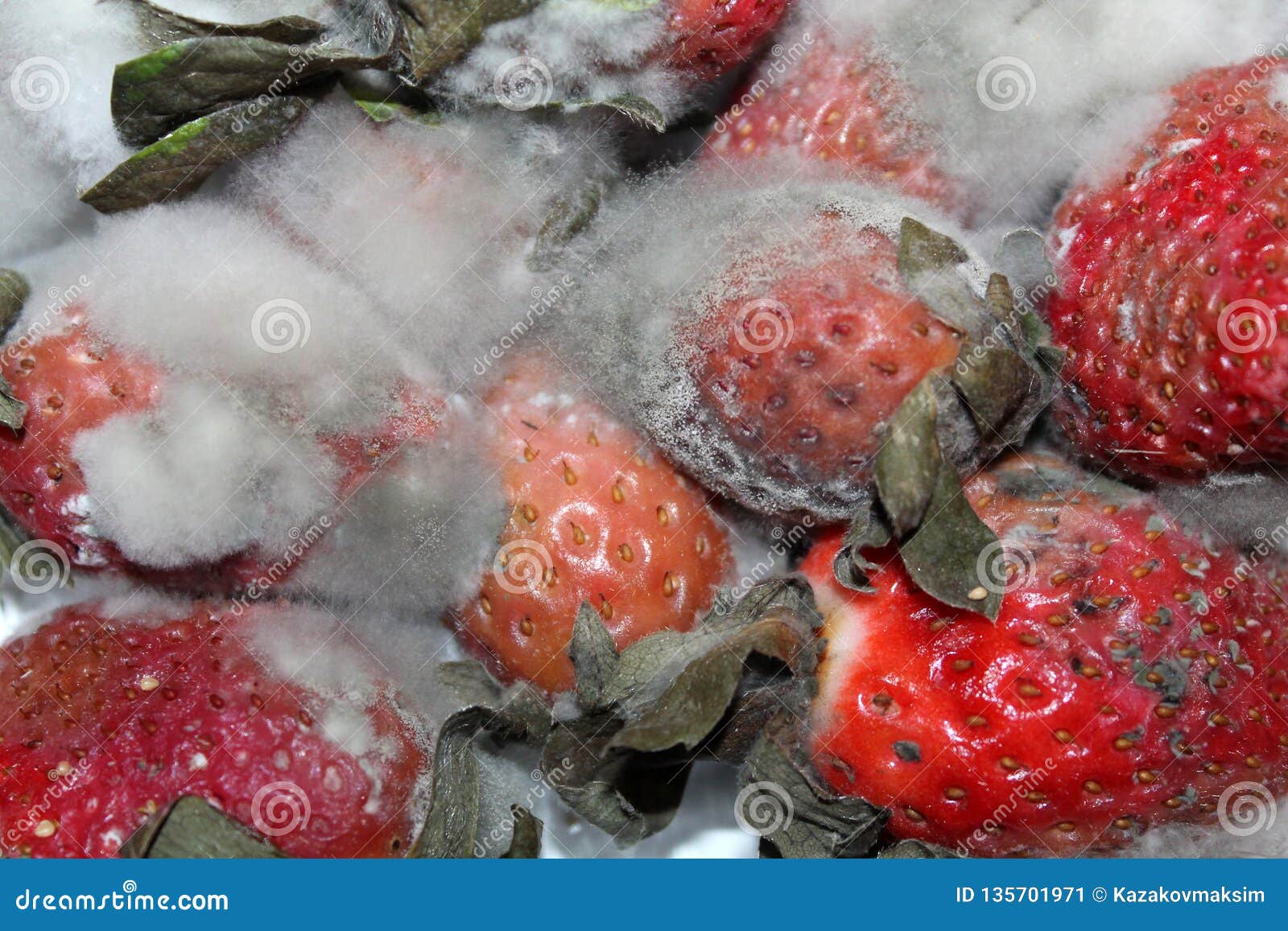 Gray Mold on Red Strawberries Stock Image - Image of moldy, mold: 135701971