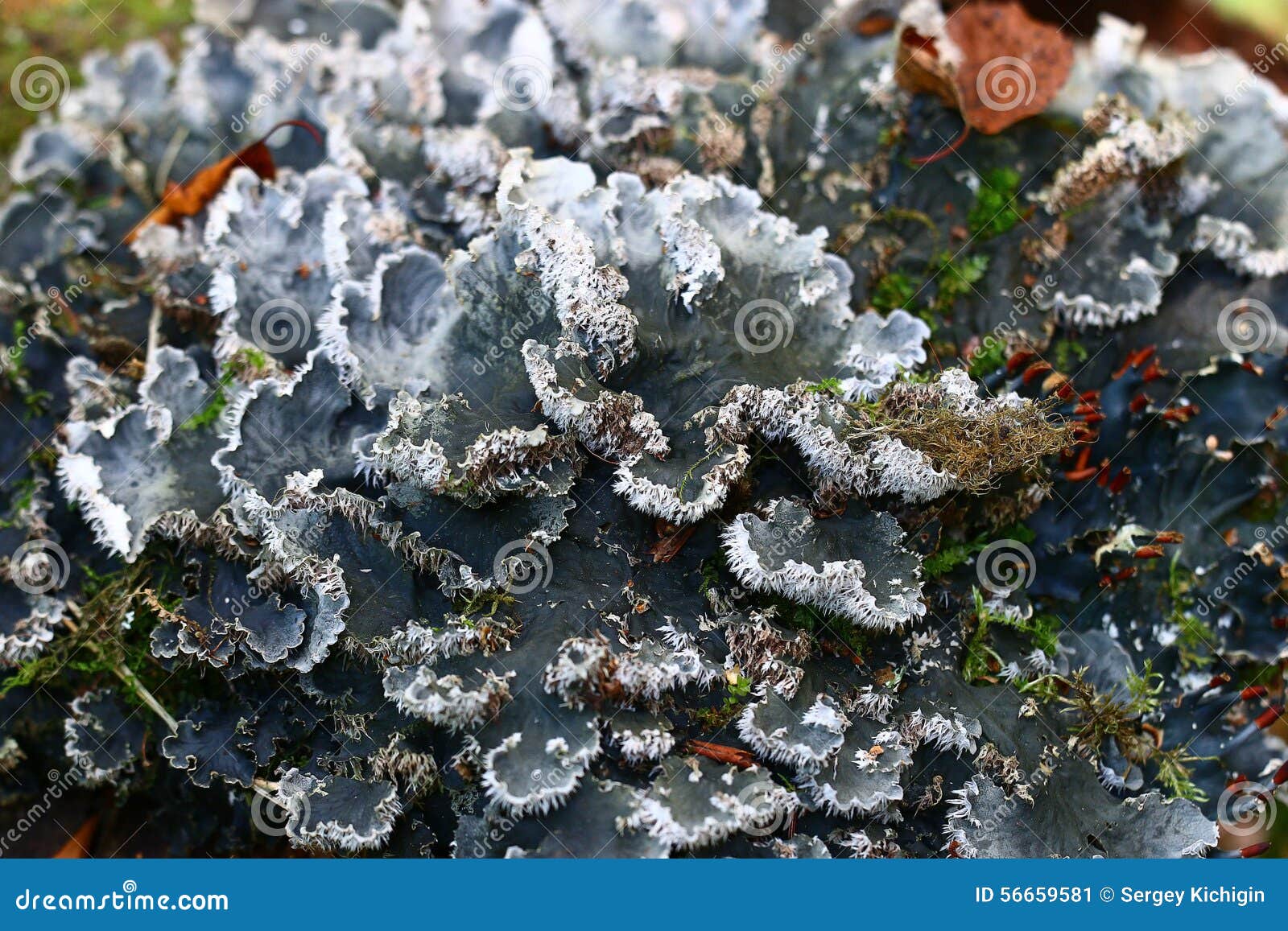 Gray mold stock image. Image of cement, backdrop, mold - 56659581