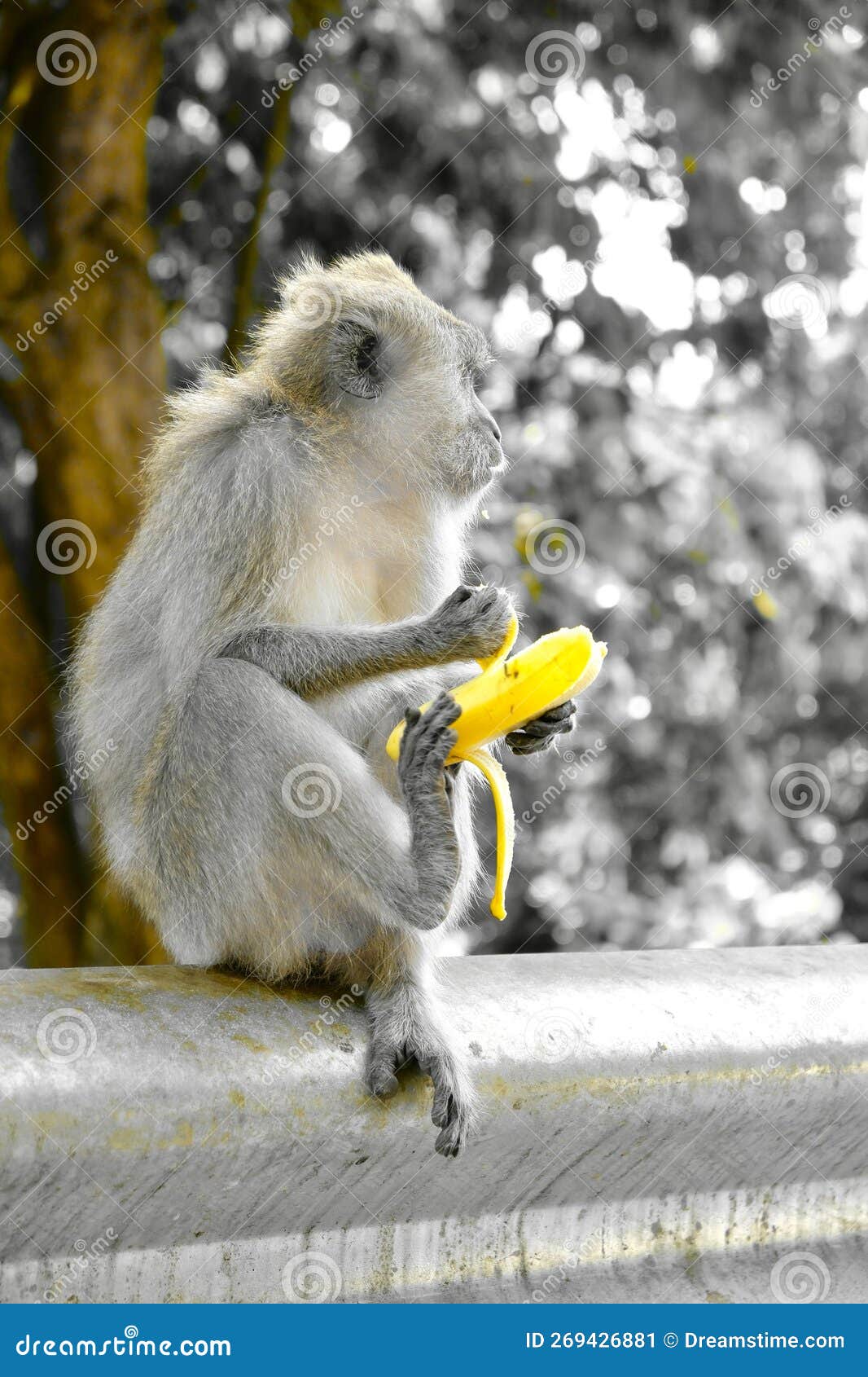 Gray Monkey with Banana Perching on Stone Stock Image - Image of ...