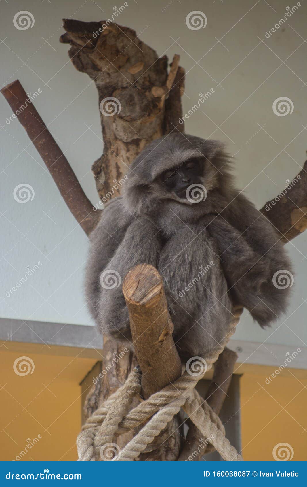 Gray Monkey on rope stock image. Image of grey, blue - 160038087