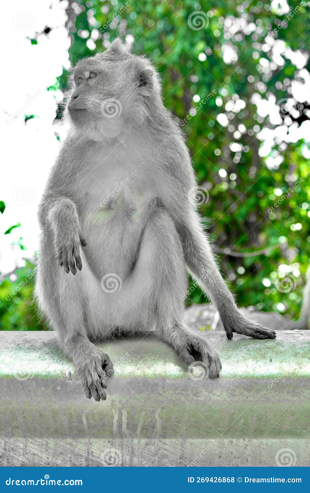 Gray Monkey Perching on Stone Stock Photo - Image of funny, wildlife ...