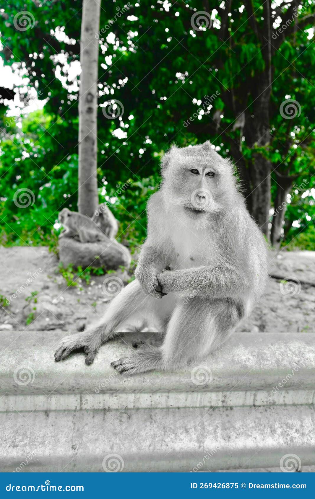 Gray Monkey Perching on Stone Stock Image - Image of animal, baboon ...