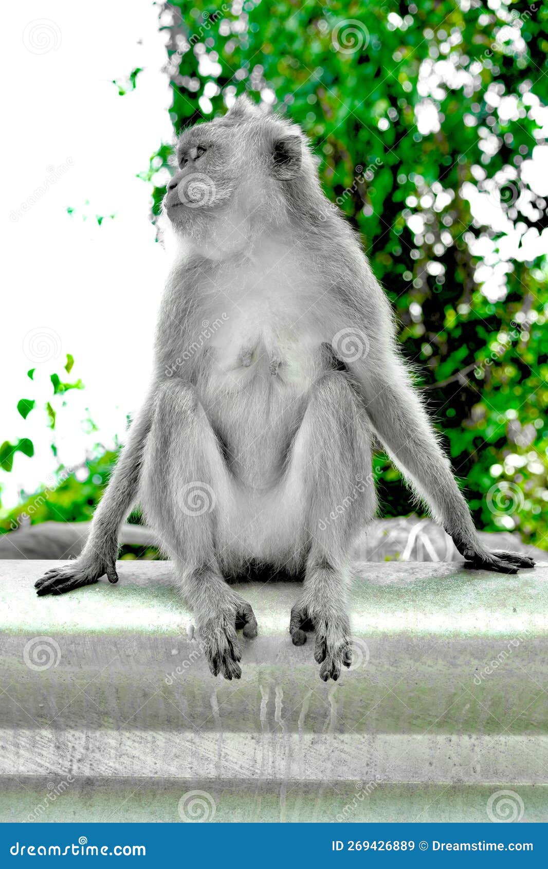 Gray Monkey Perching on Stone Stock Image - Image of park, guinea ...