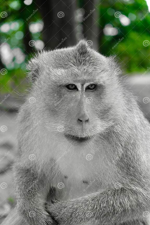 Gray Monkey Perching on Stone Stock Photo - Image of guinea, nature ...