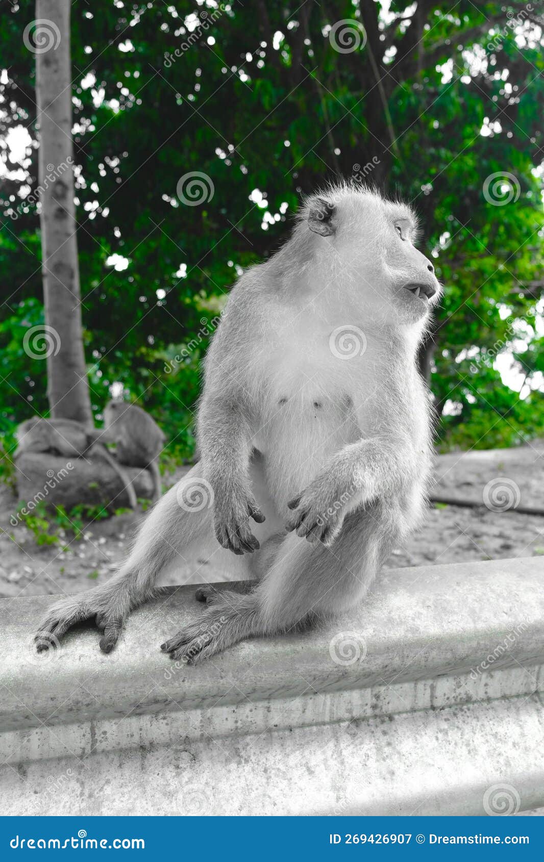 Gray Monkey Perching on Stone Stock Image - Image of primate, active ...