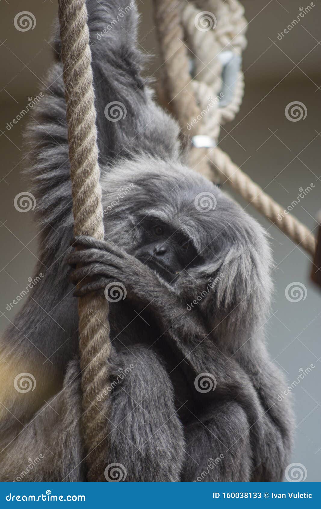 Gray Monkey on rope stock image. Image of indian, baby - 160038133