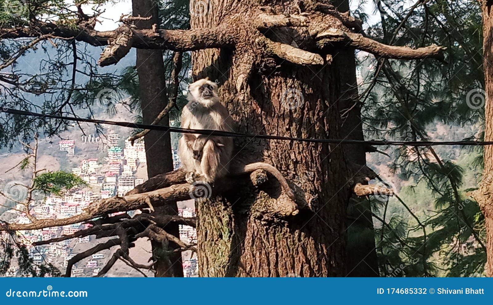 Gray Monkey taking sunbath stock photo. Image of gray - 174685332