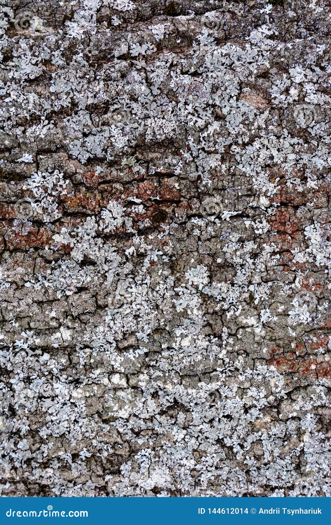 Gray Moss on the Crust of a Tree, Texture, Background Stock Photo ...