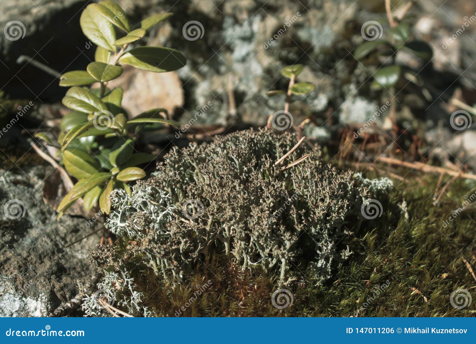Gray Moss on the Rock in the Summer Forest Stock Photo - Image of ...