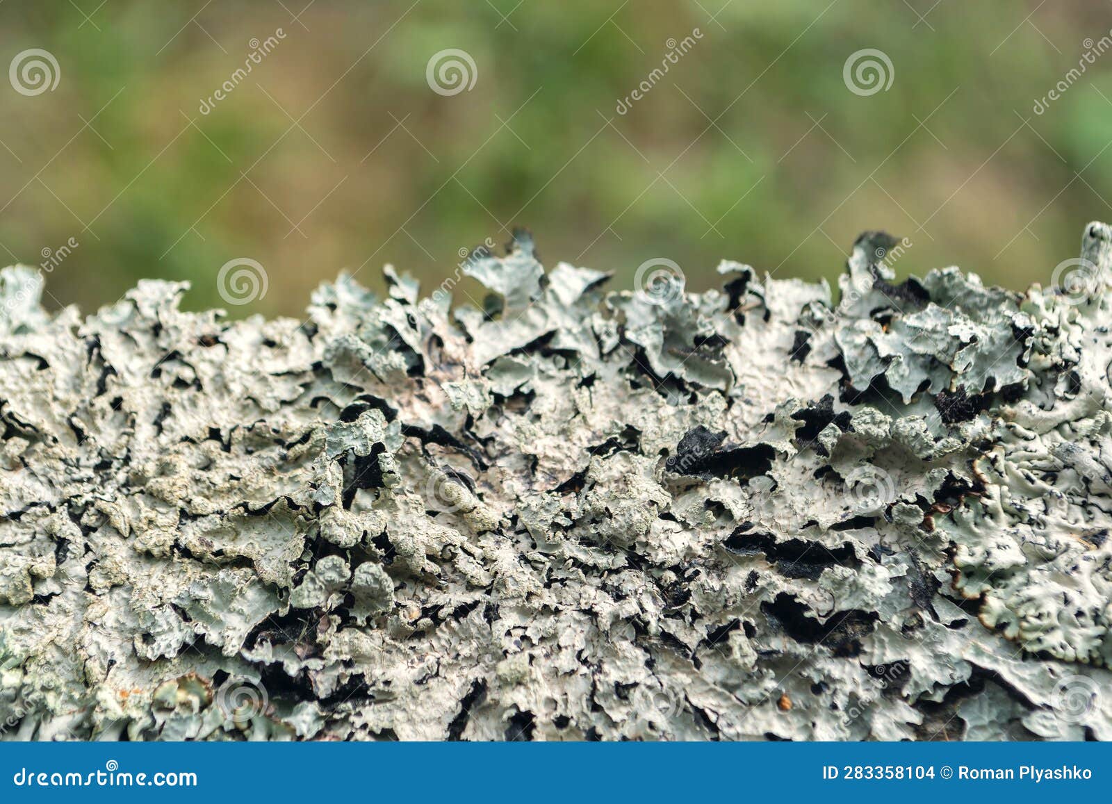 Gray Moss on a Wooden Surface. Moss for Design Stock Photo - Image of ...