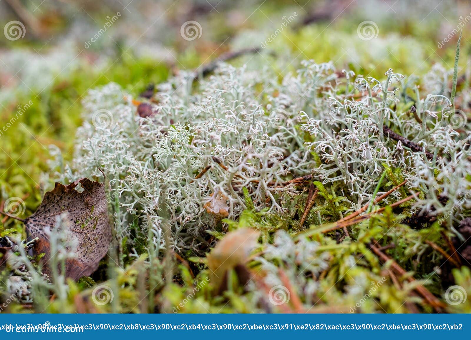 Gray Moss in the Woods Close-up Stock Image - Image of growth, cobweb ...
