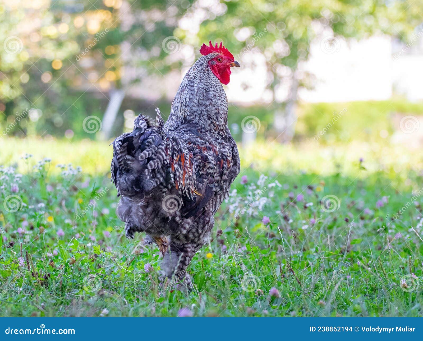 Gray Mottled Rooster in the Garden on a Sunny Day Stock Photo - Image ...