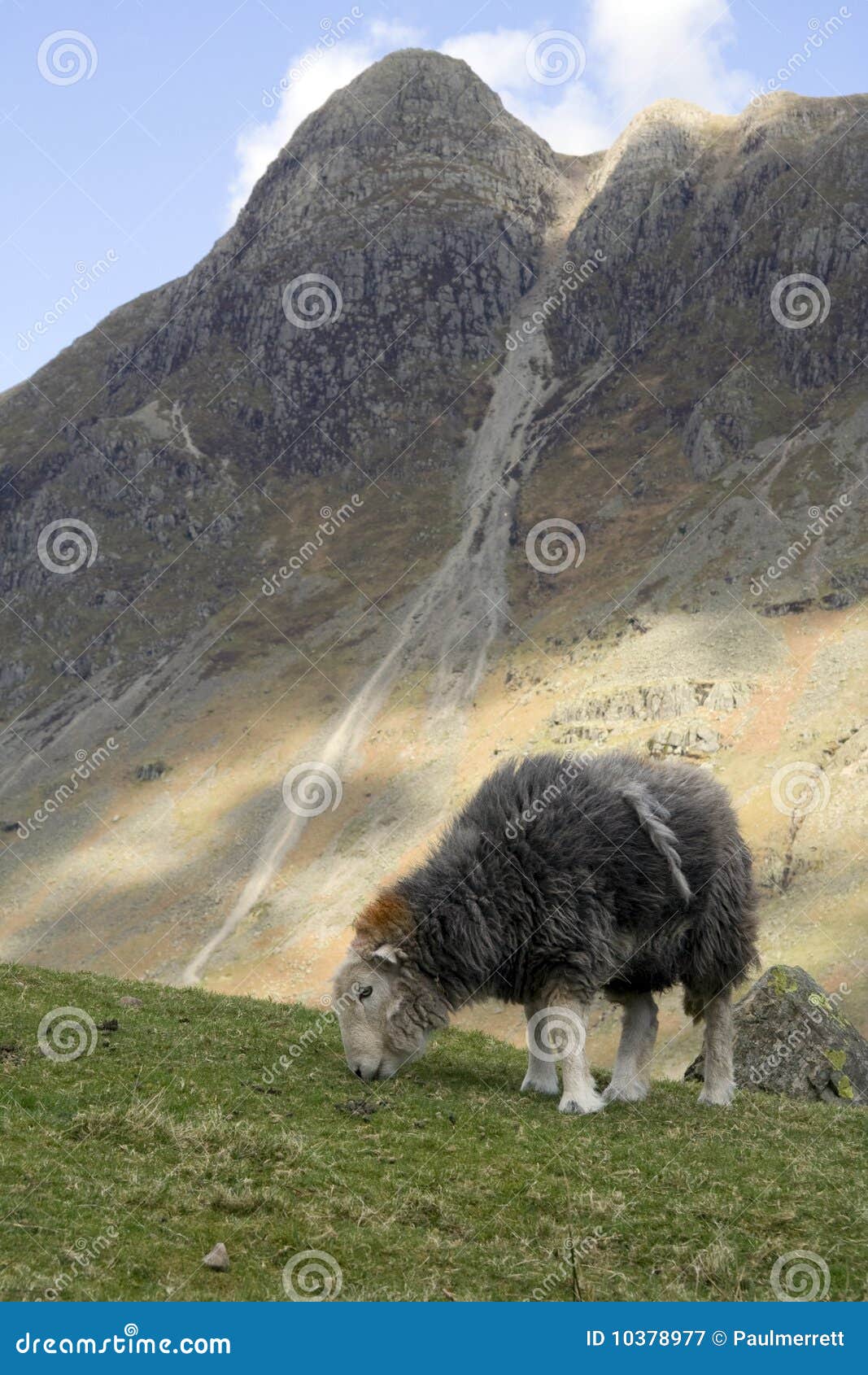 Gray mountain sheep stock image. Image of farming, sheep - 10378977