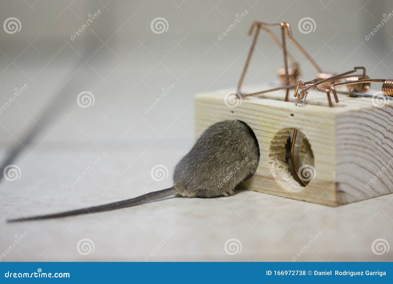 Gray Mouse Caught in the Trap Stock Photo - Image of critter, mammal ...