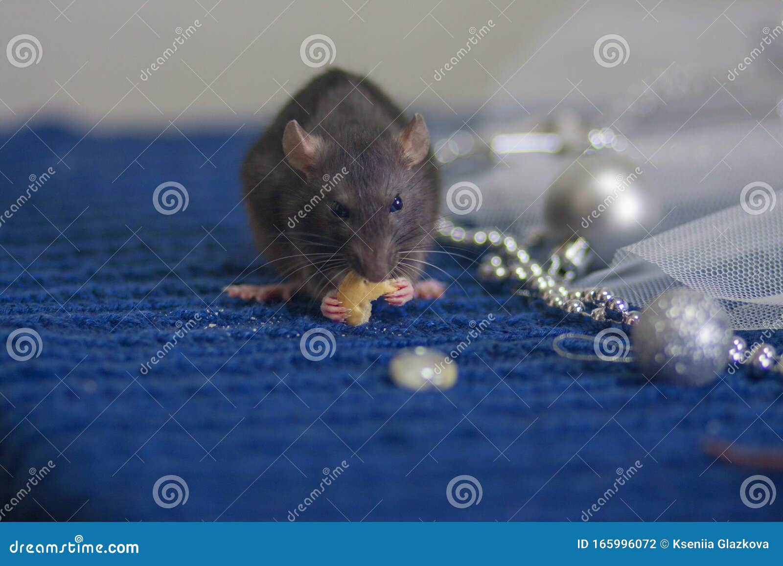 Gray Mouse Eats Cheese on a Blue Stock Photo - Image of fear, charm ...