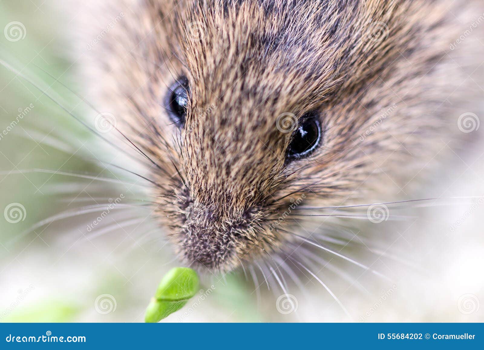 Gray mouse stock photo. Image of nature, close, detail - 55684202