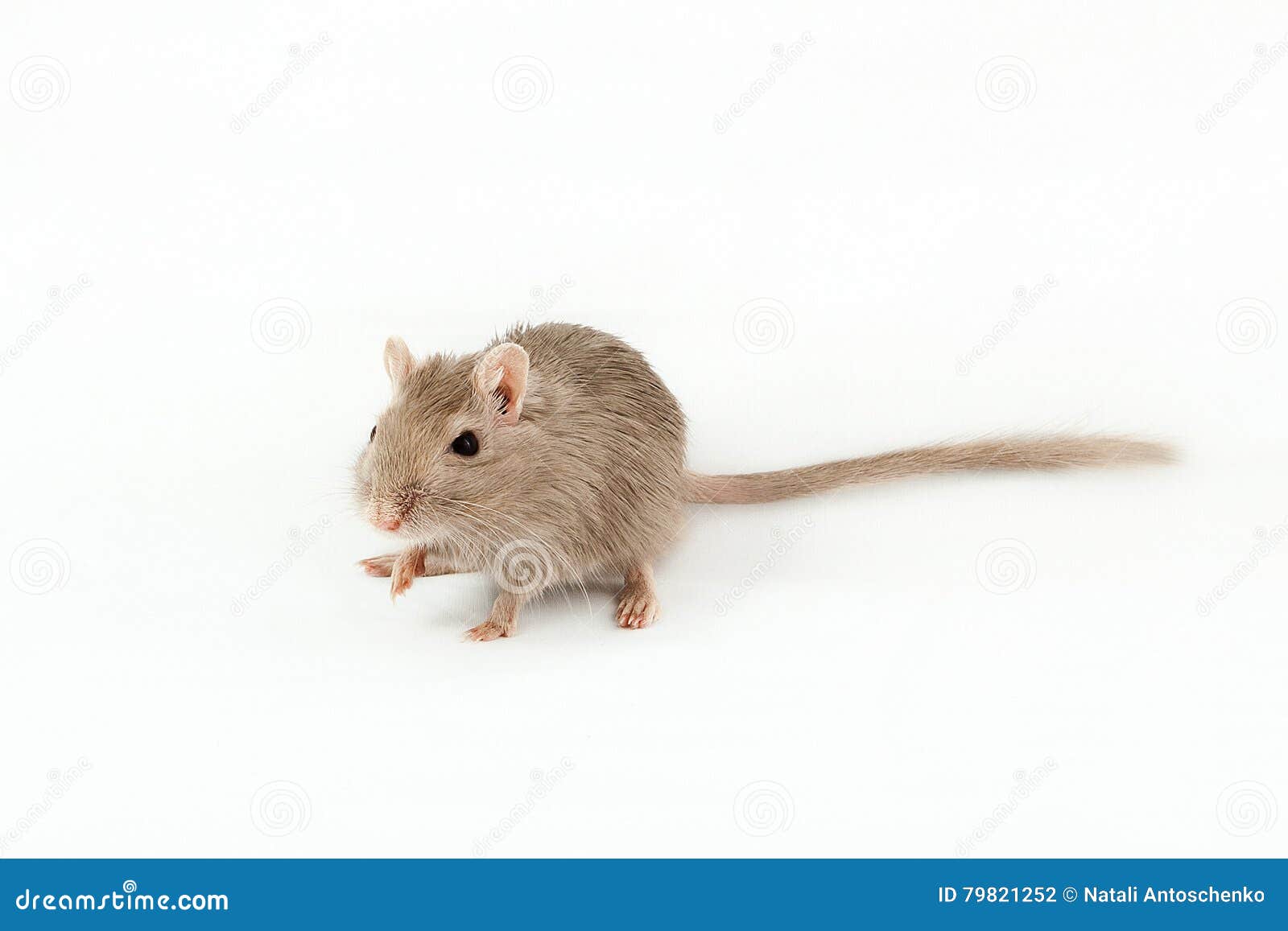 Gray mouse gerbil stock photo. Image of baby, hair, closeup - 79821252
