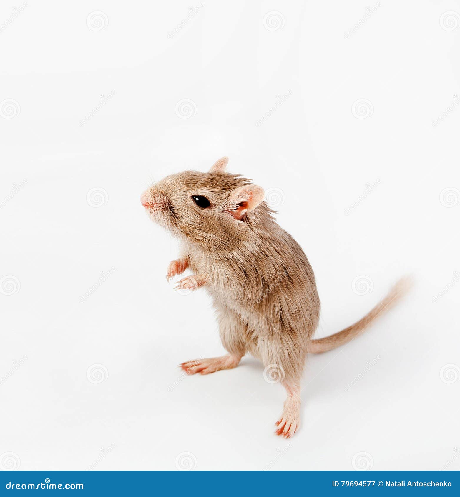 Gray mouse isolated stock image. Image of cheerful, love - 79694577
