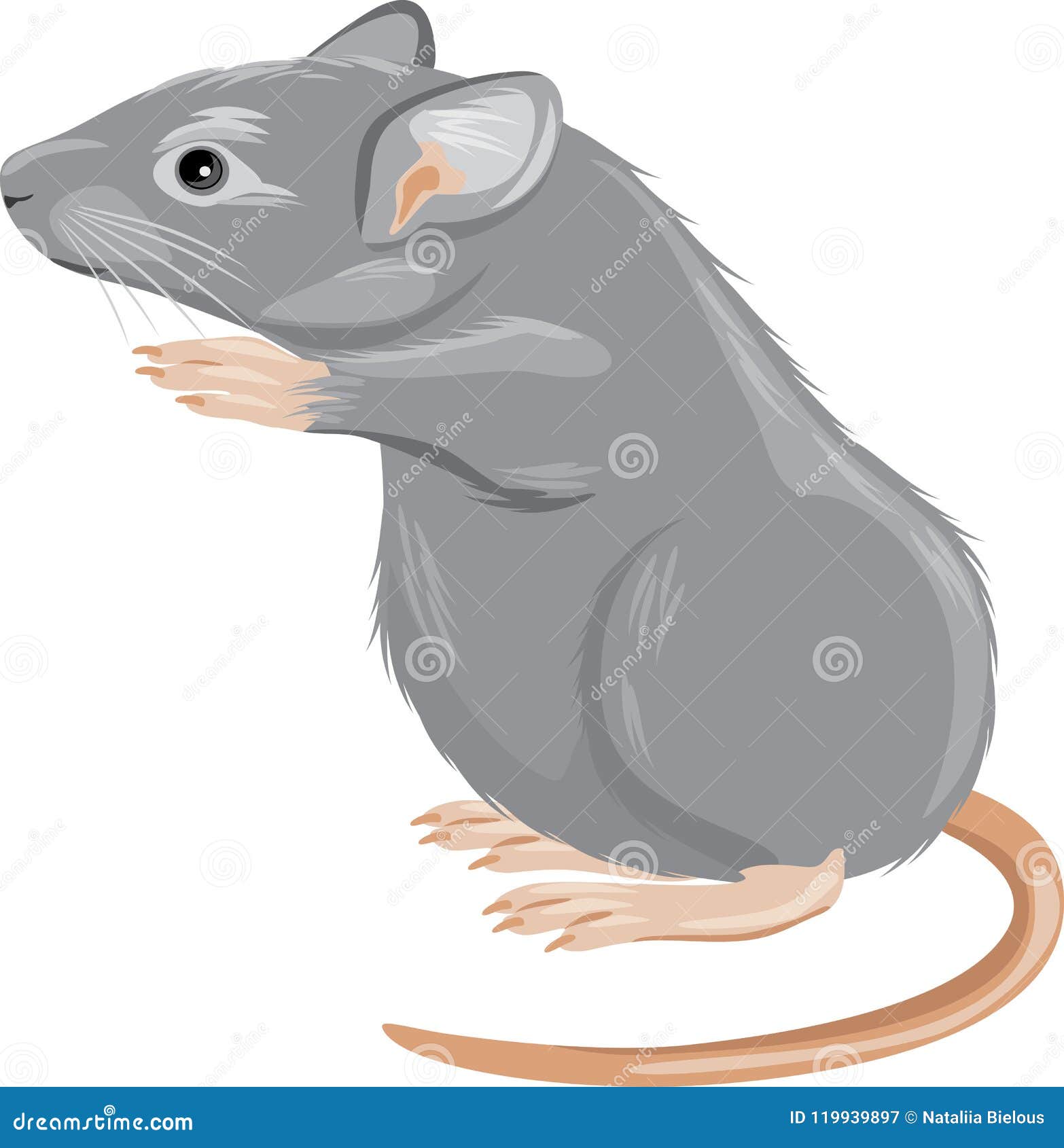 Gray Mouse Isolated on White Stock Vector - Illustration of wildlife ...