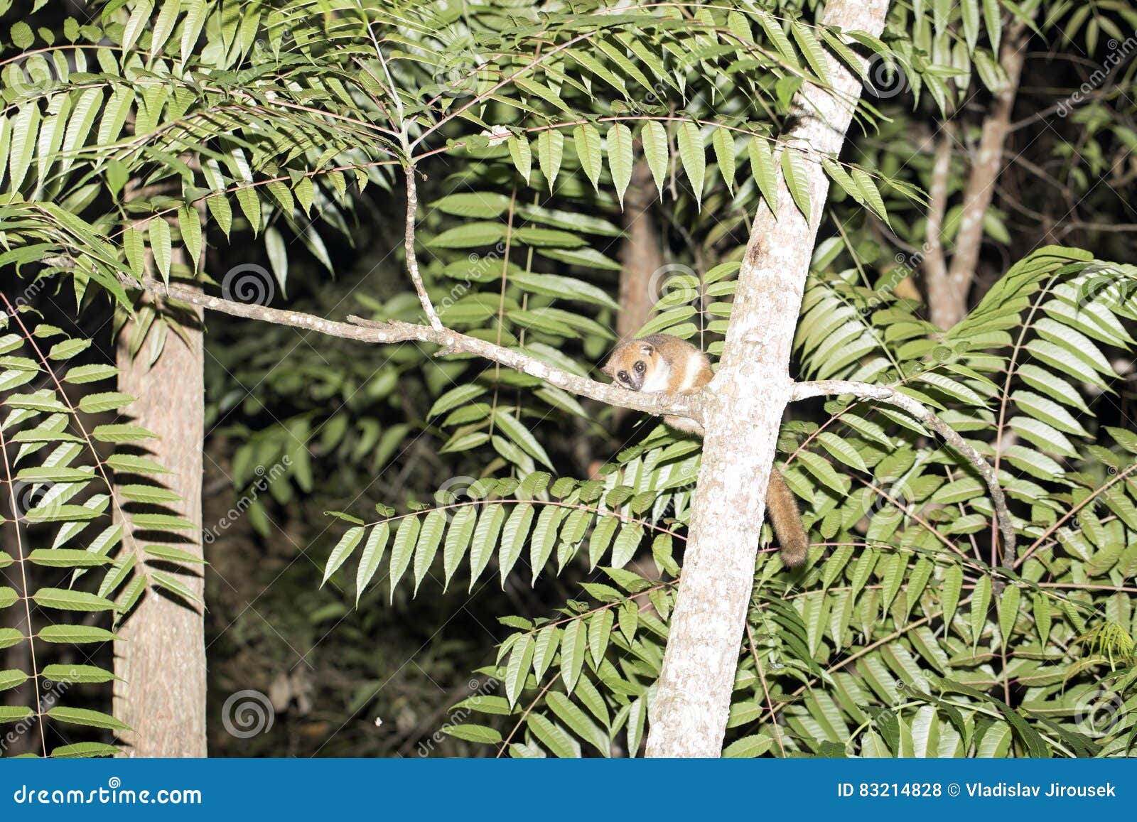 Gray Mouse Lemur, Microcebus Murinus is Active at Night, Madagascar ...