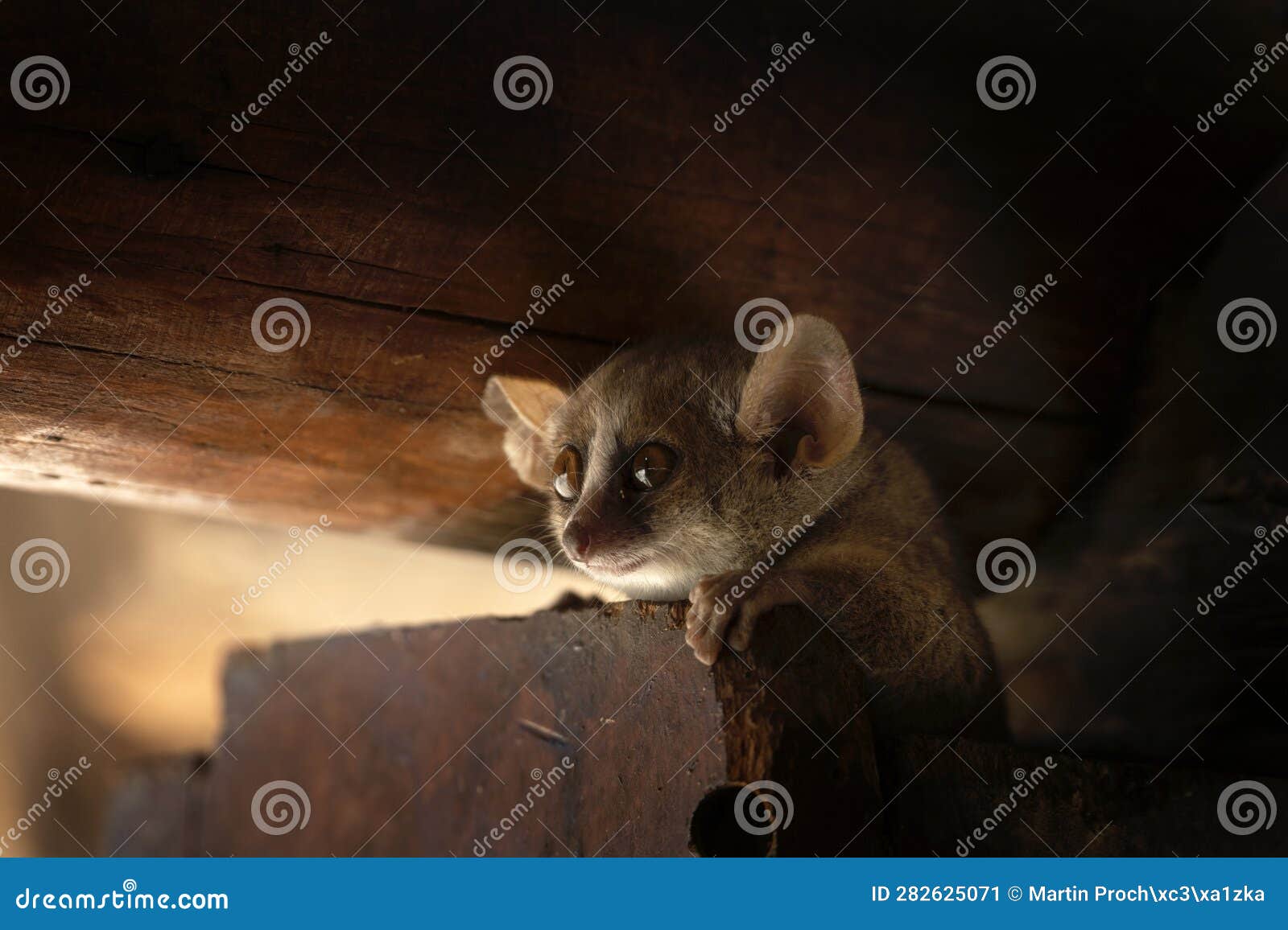 Gray Mouse Lemur, Microcebus Murinus, Grey Mouse Lemur, Lesser Mouse ...