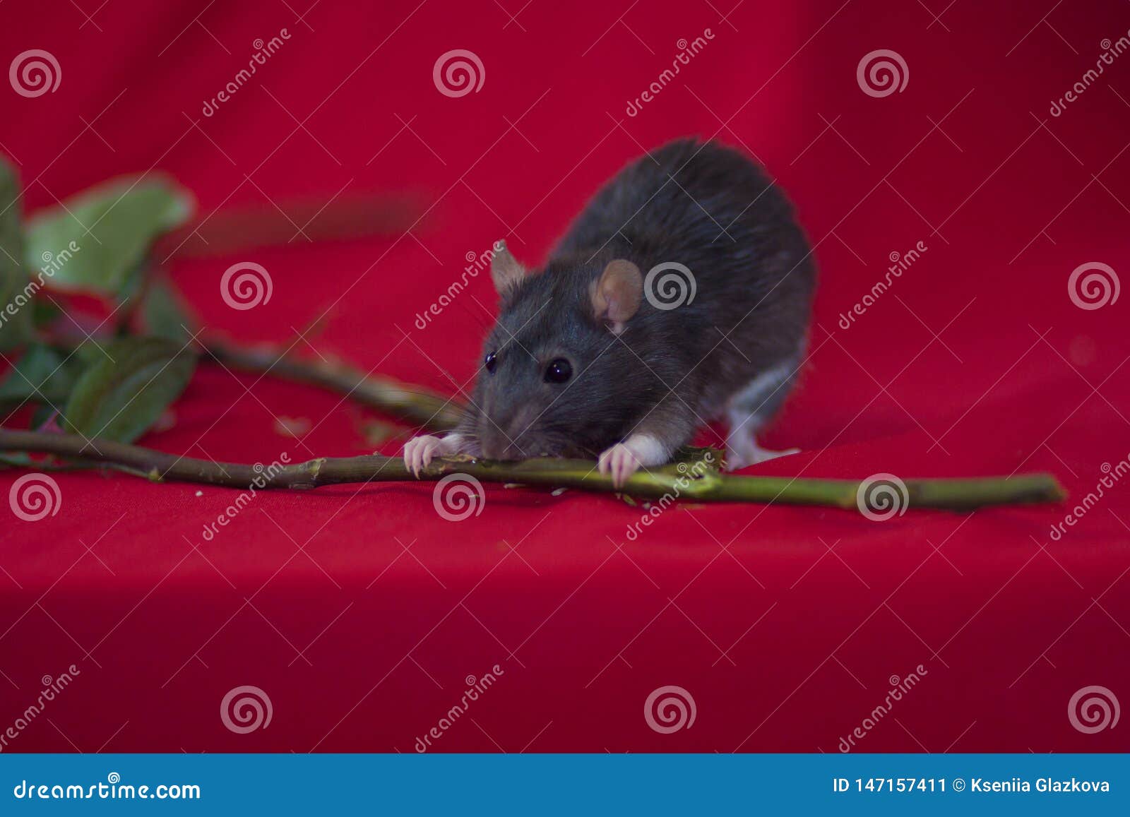 Gray Mouse Nibbles a Branch. the Rat Bites the Stem Stock Image - Image ...