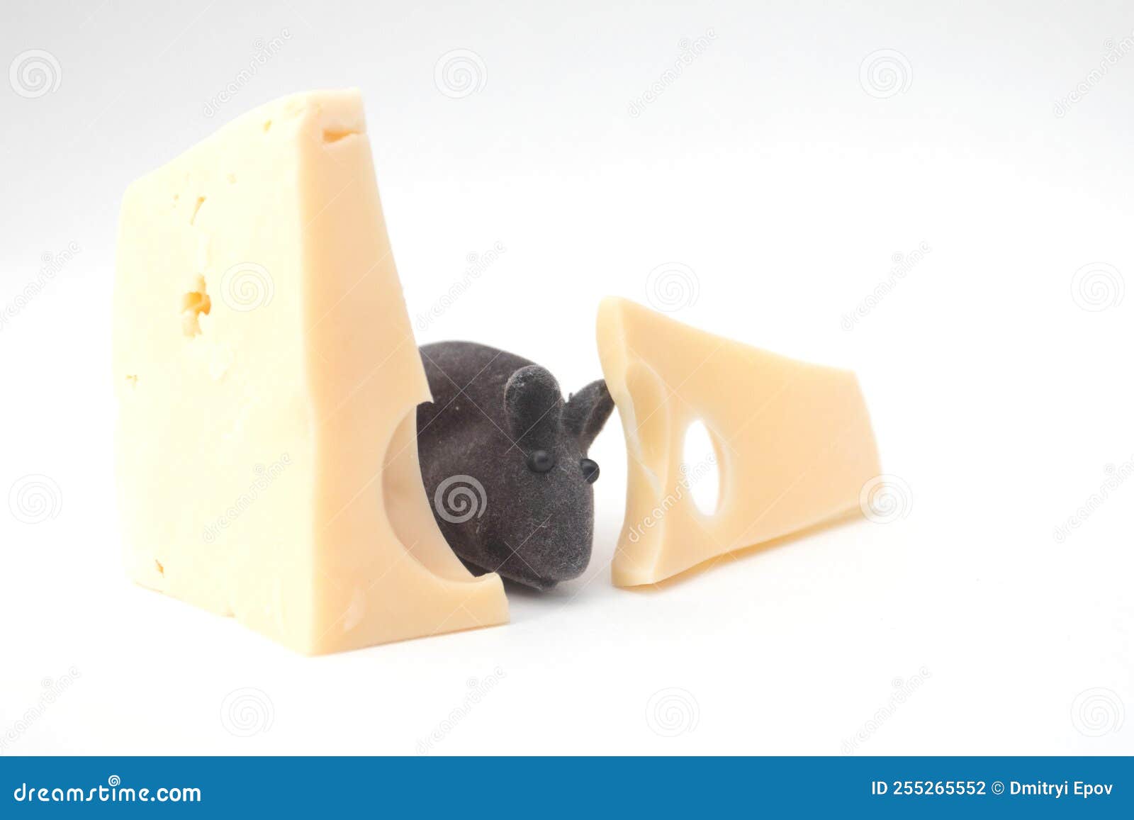 Gray Mouse with a Piece of Cheese Stock Photo - Image of gray, mouse ...