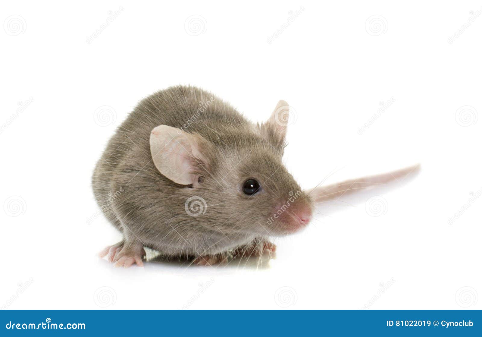 Gray mouse in studio stock image. Image of young, isolated - 81022019