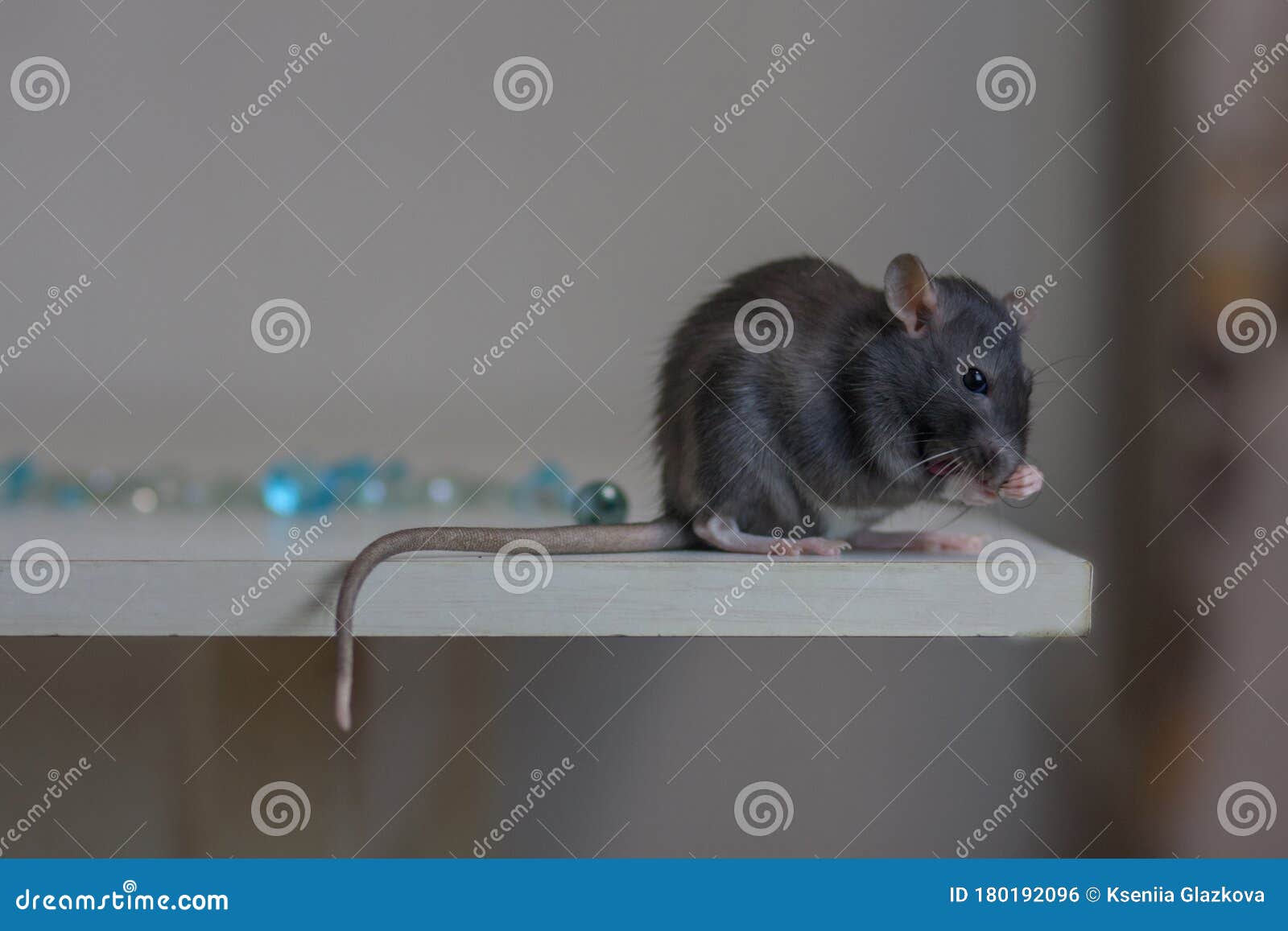 Gray Mouse on a White Background Stock Photo - Image of epidemic ...
