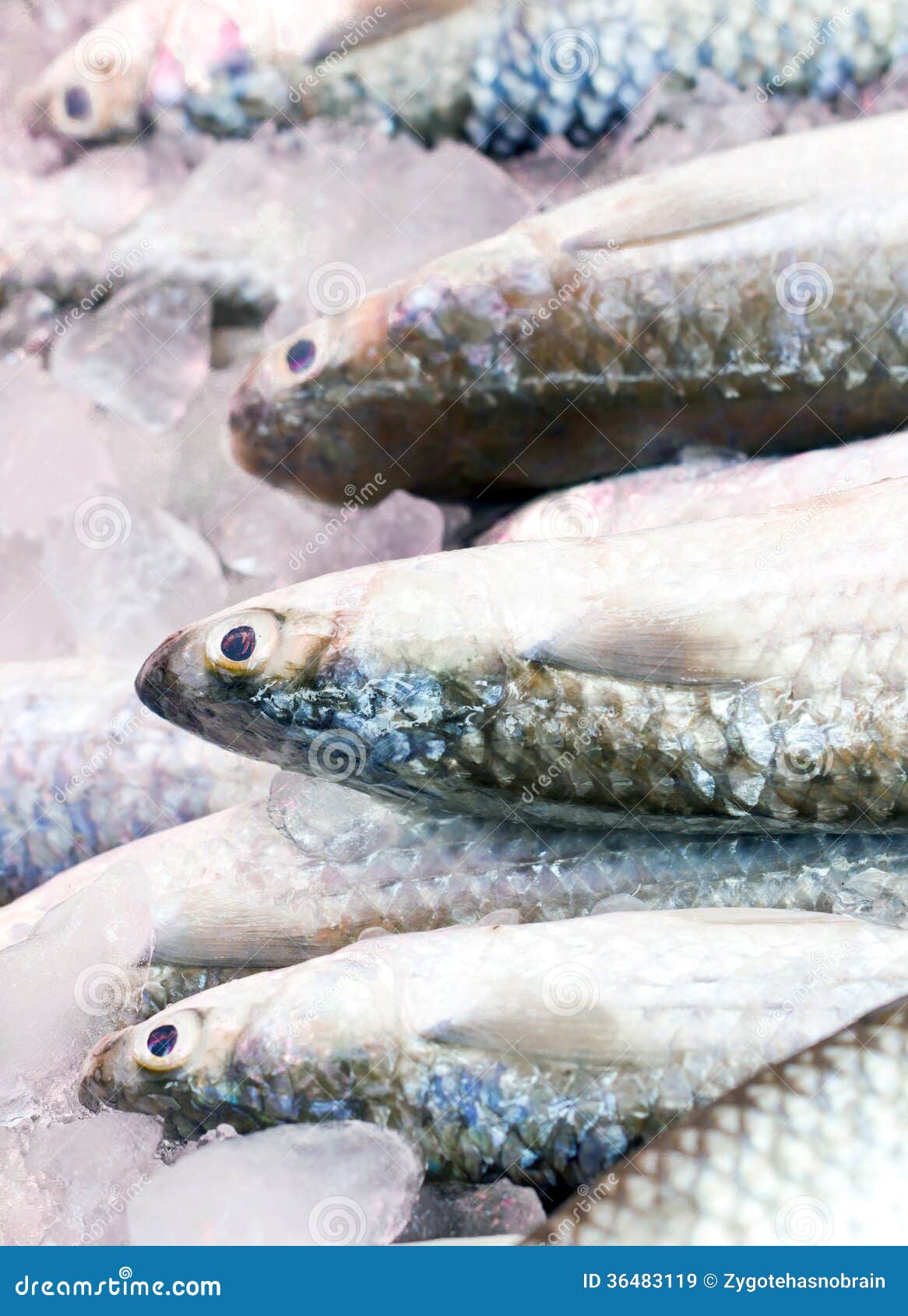 Gray Mullet Fishes. stock image. Image of animal, delicious - 36483119
