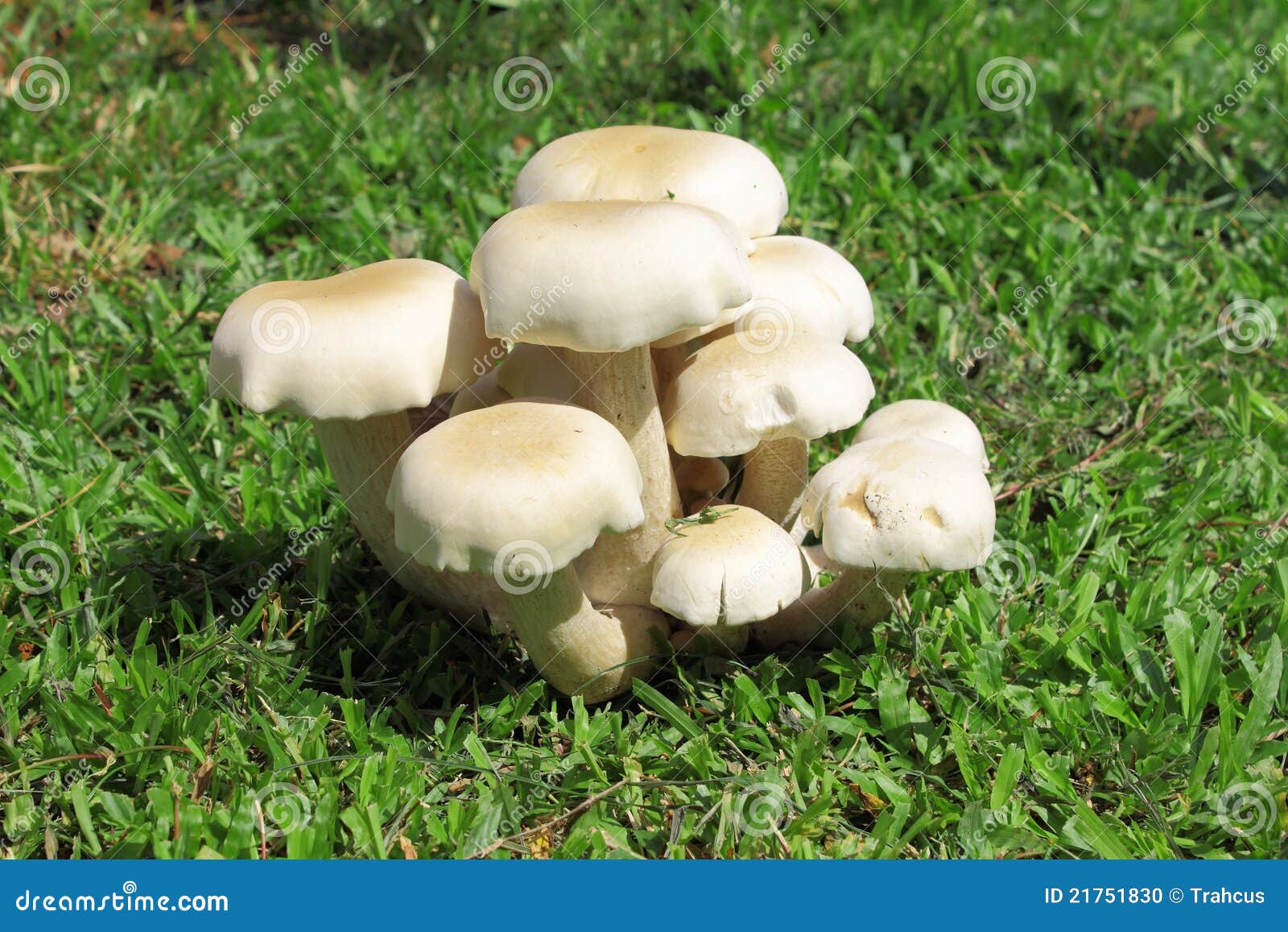 Gray Mushroom on Green Turf and they Can Be Eaten Stock Photo - Image ...