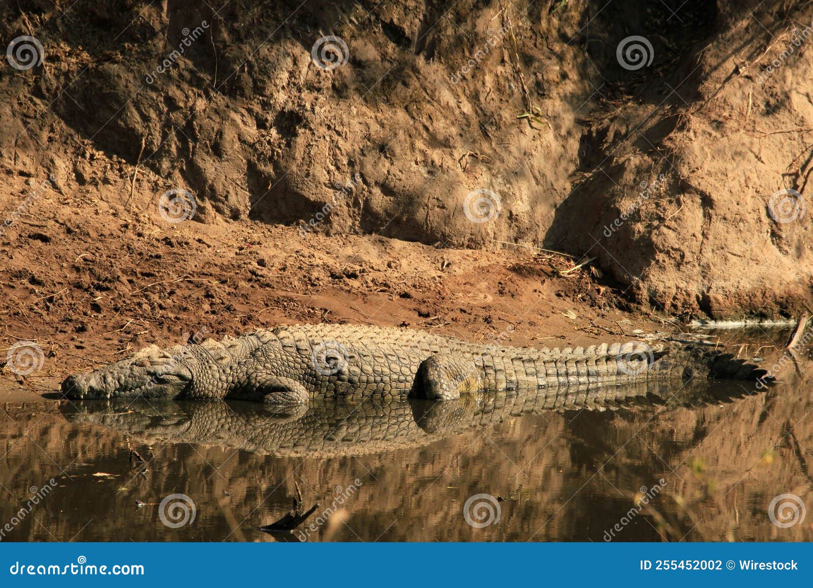 Gray Nile Crocodile by the Water in Africa Stock Photo - Image of water ...