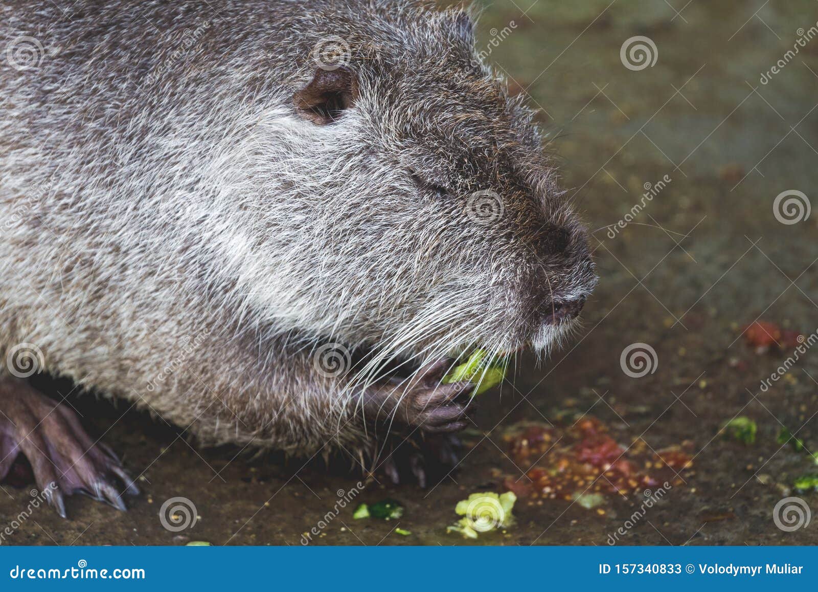Gray Nutria Eats Vegetables. Breeding Nutrias on the Farm_ Stock Image ...