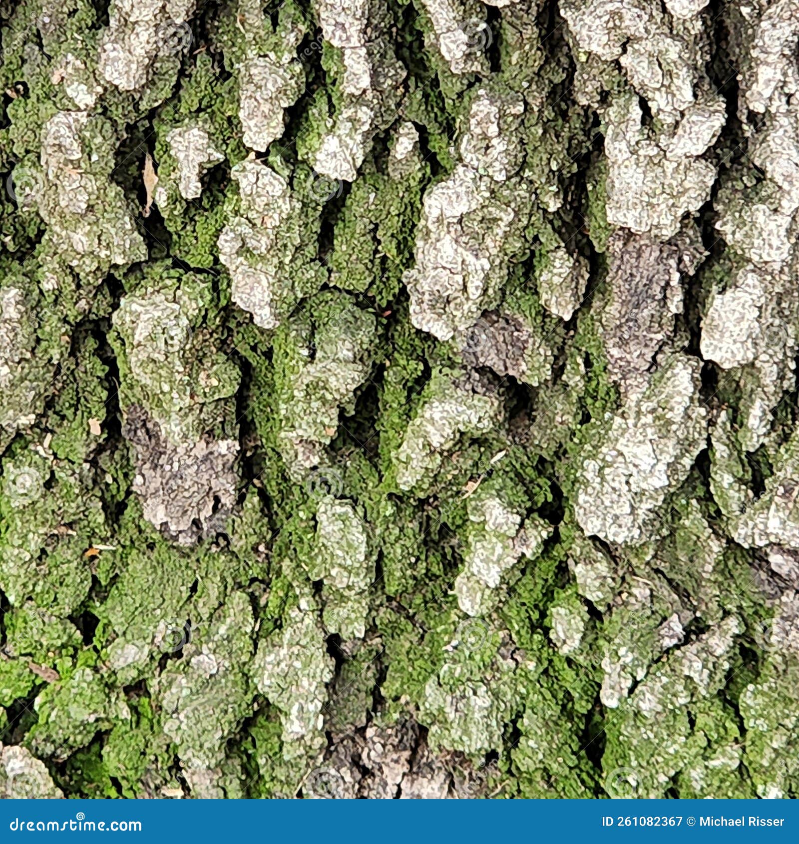 Gray Oak Tree Bark with Green Moss Stock Image - Image of gray, bark ...