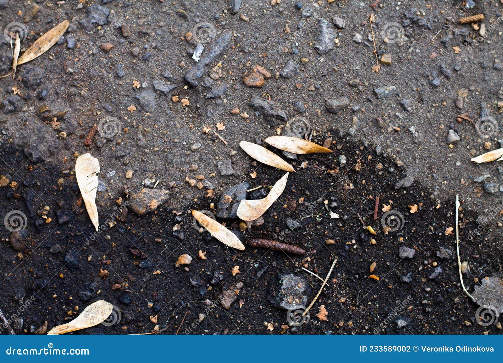 Gray Old Asphalt. Maple Seeds on the Pavement Stock Photo - Image of ...