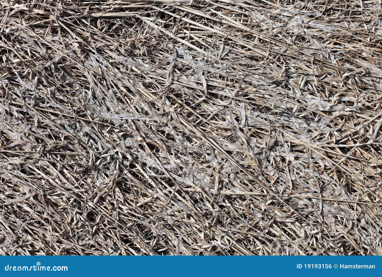 Dead Dry Grass Texture Top View With Dead Dried Up Leaves Stock Photo ...