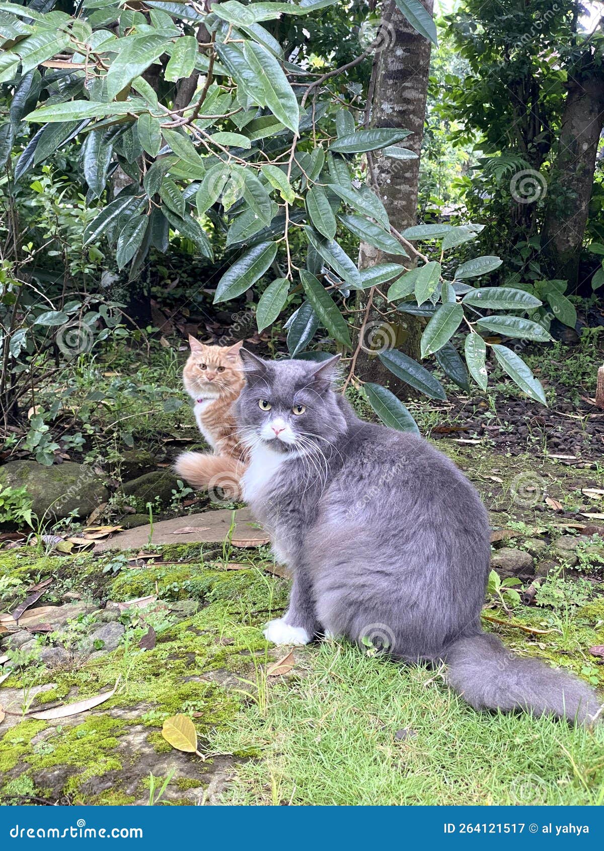 Gray and Orange Cat Under the Tree Stock Image - Image of tree, durian ...