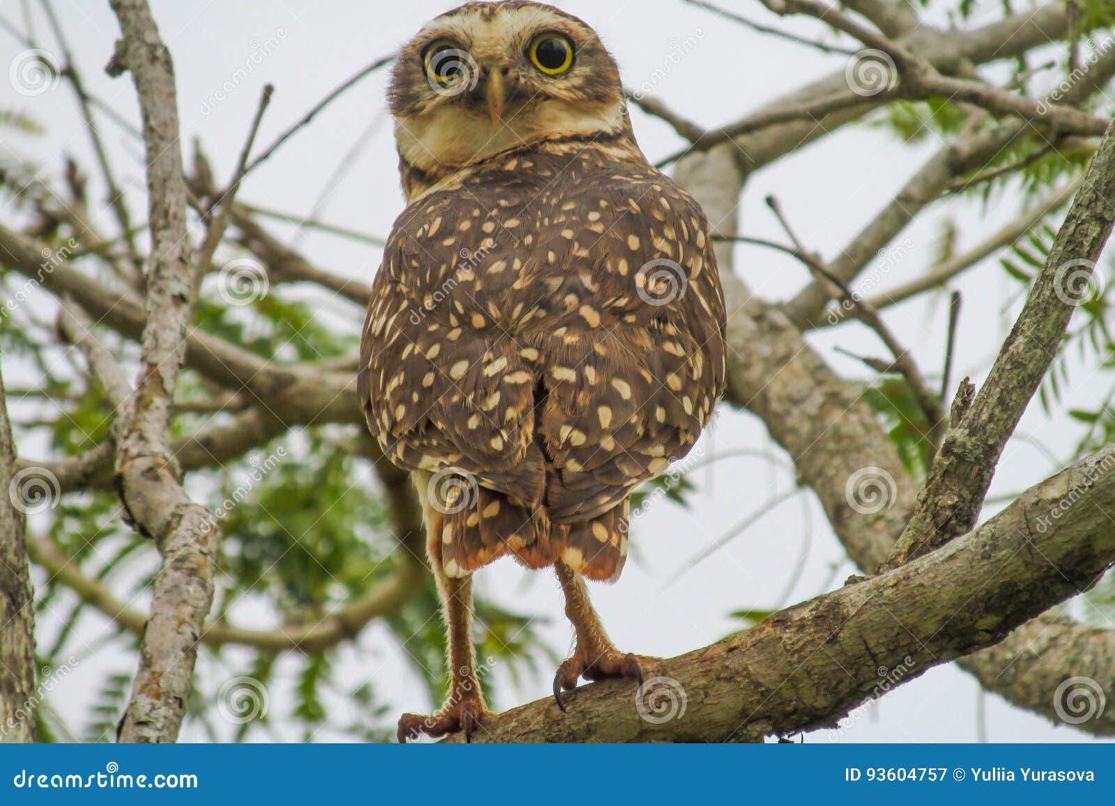 Gray owl on tree stock image. Image of head, face, flight - 93604757