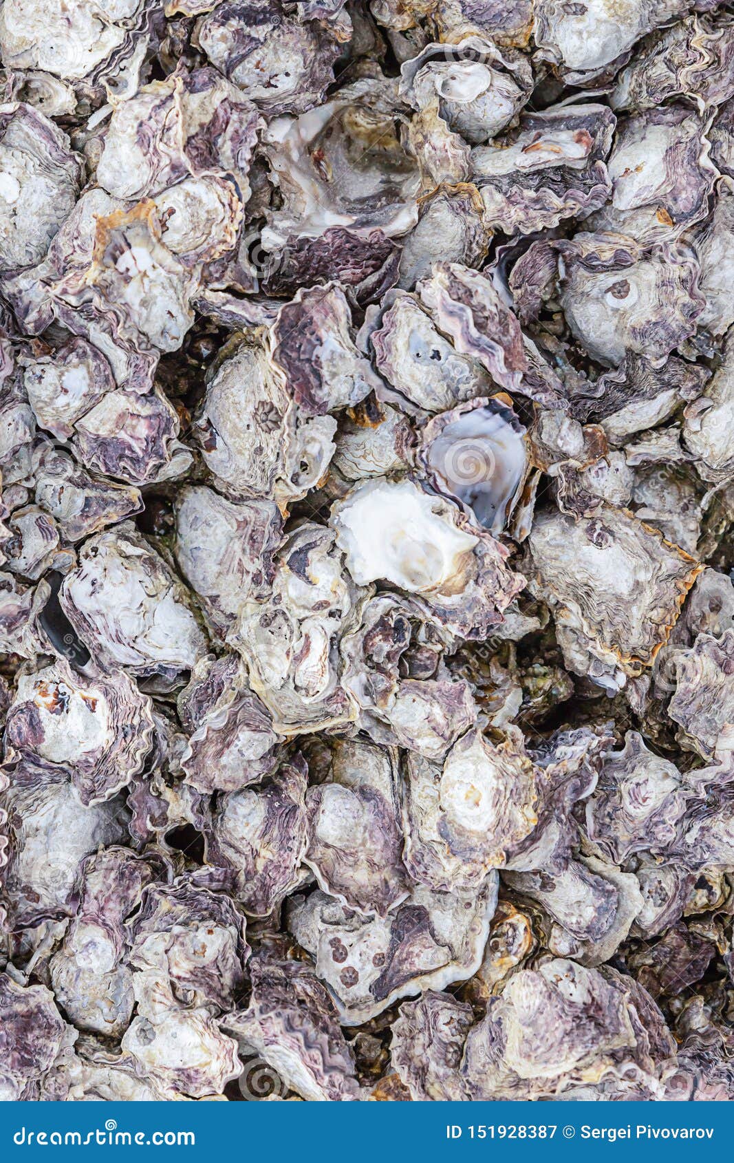 Gray Oyster Shells on Stone Texture Vertical Pattern Base Marine Design ...