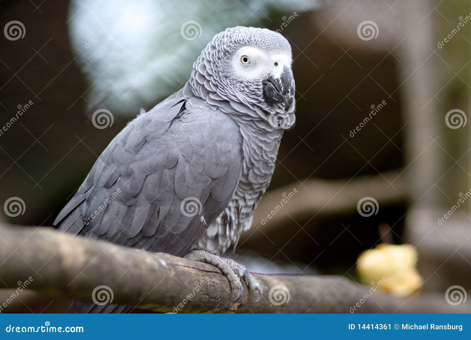Gray Parrot stock image. Image of branch, plumage, grey - 14414361