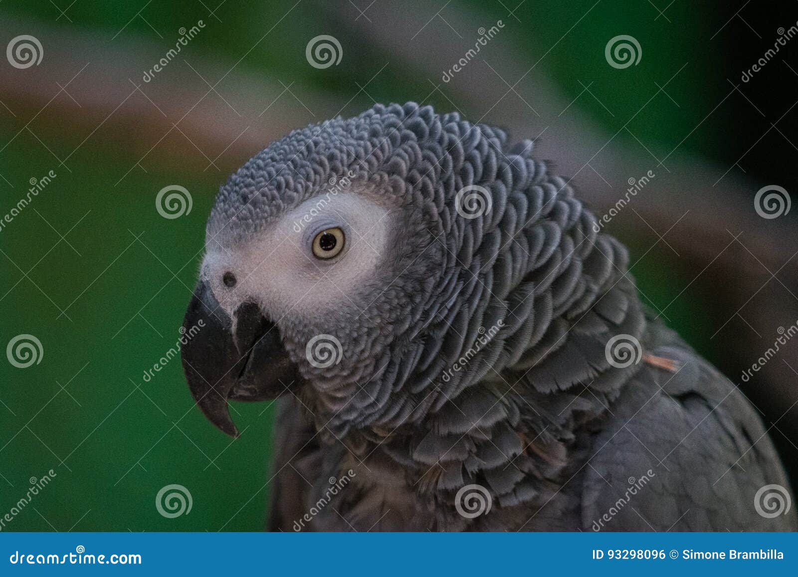 Gray parrot stock photo. Image of selvaggia, animals - 93298096