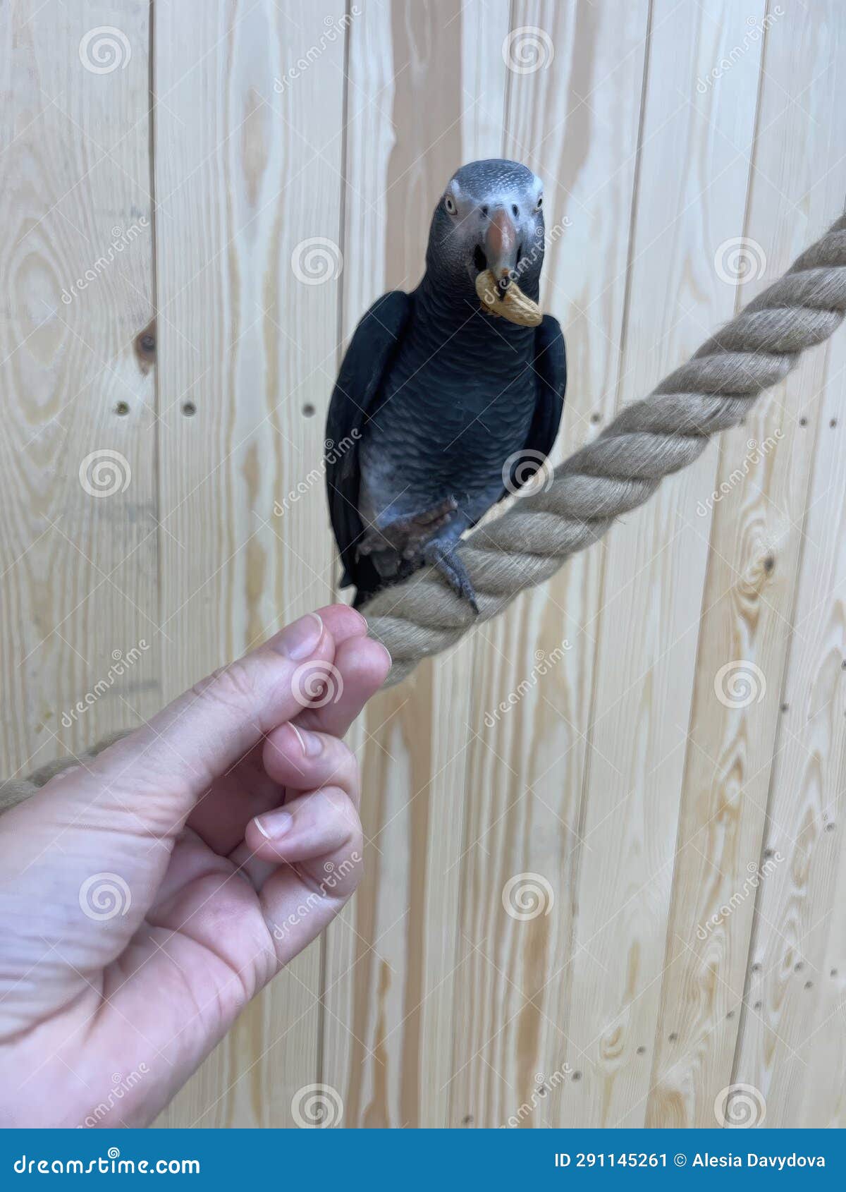 Gray Parrot Jaco Eats Peanuts and Holds Them in His Paw, Zoo, Parrot ...