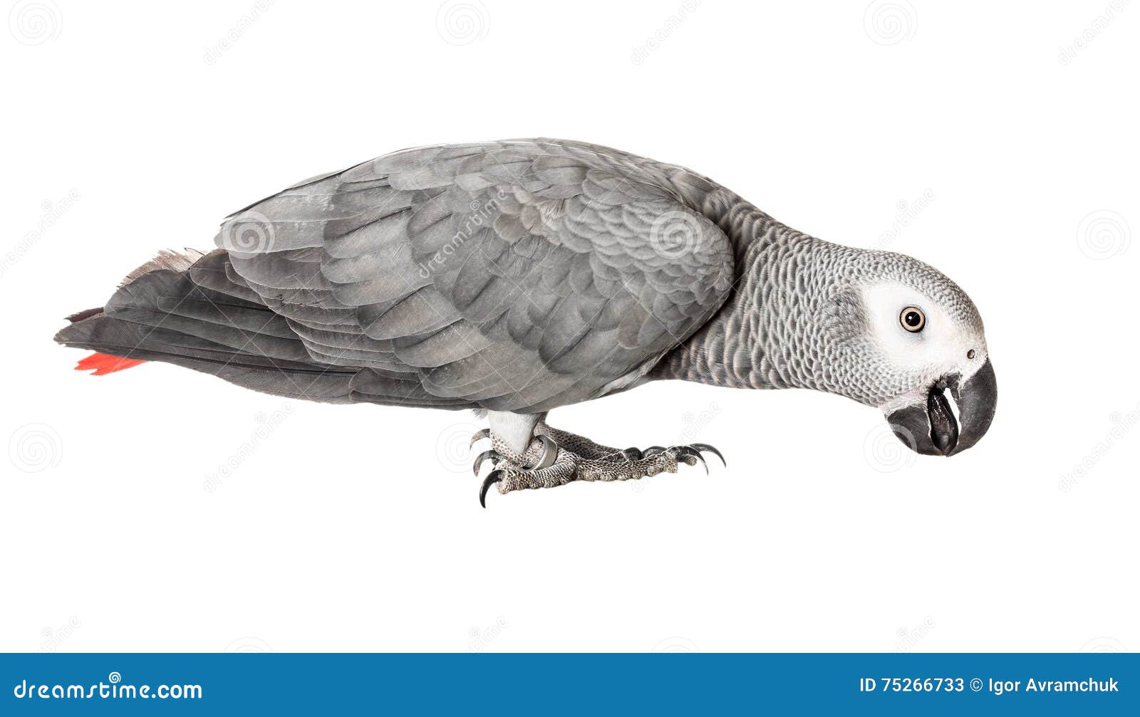 Gray Parrot Jaco on a White Background Stock Image - Image of tail ...
