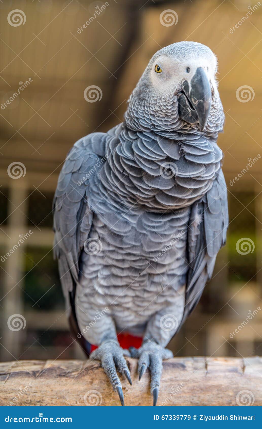 Parrot in koh samui park stock image. Image of gorgeous - 67339779