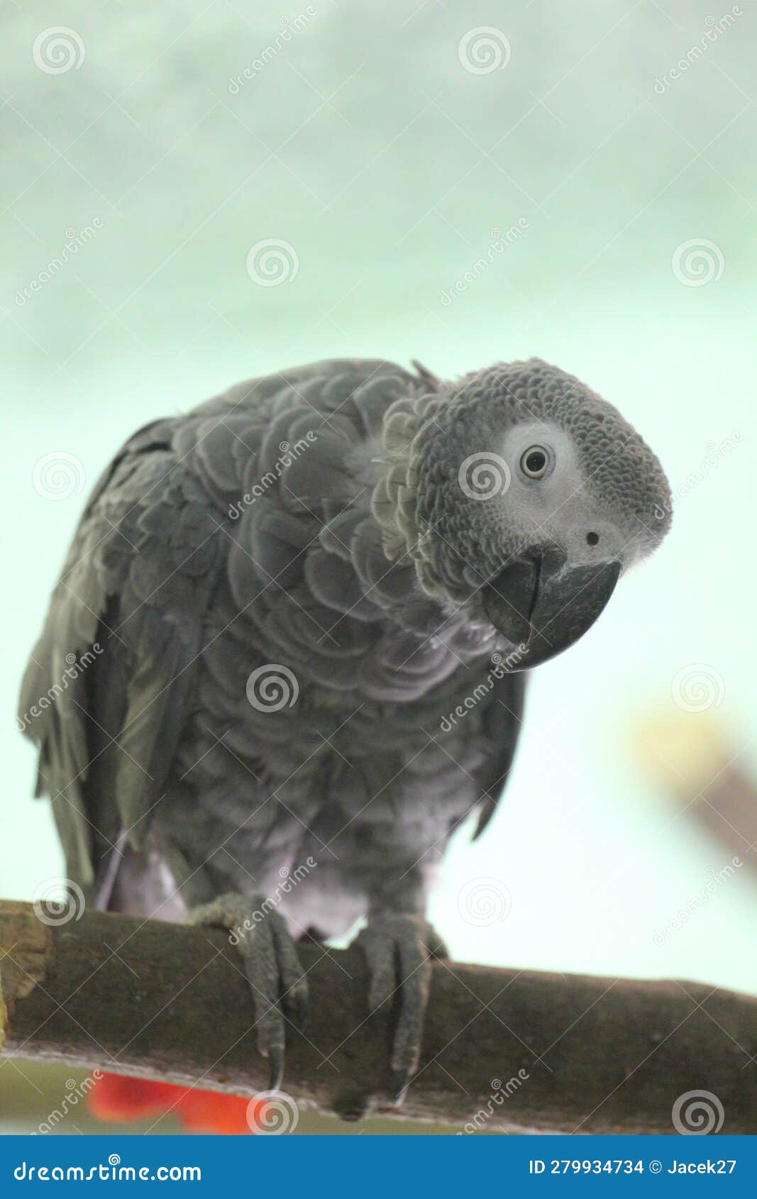 The Gray Parrot, the Gray Parrot, and the Gray Parrot are a Species of ...