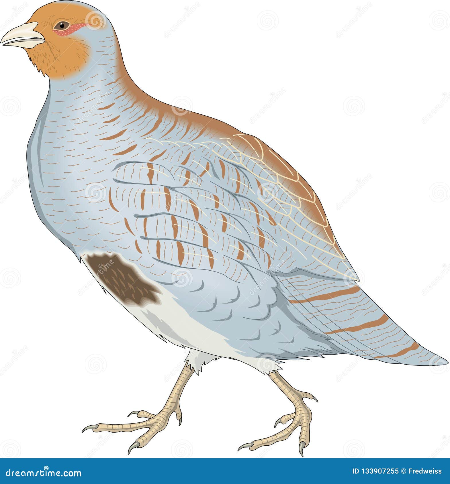 Gray Partridge Illustration Stock Vector - Illustration of wildlife ...